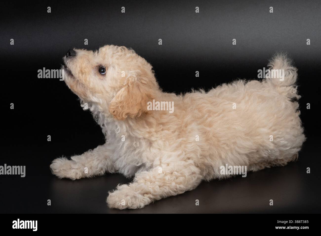 Cute fluffy poodle puppy side view isolated on black background Stock ...