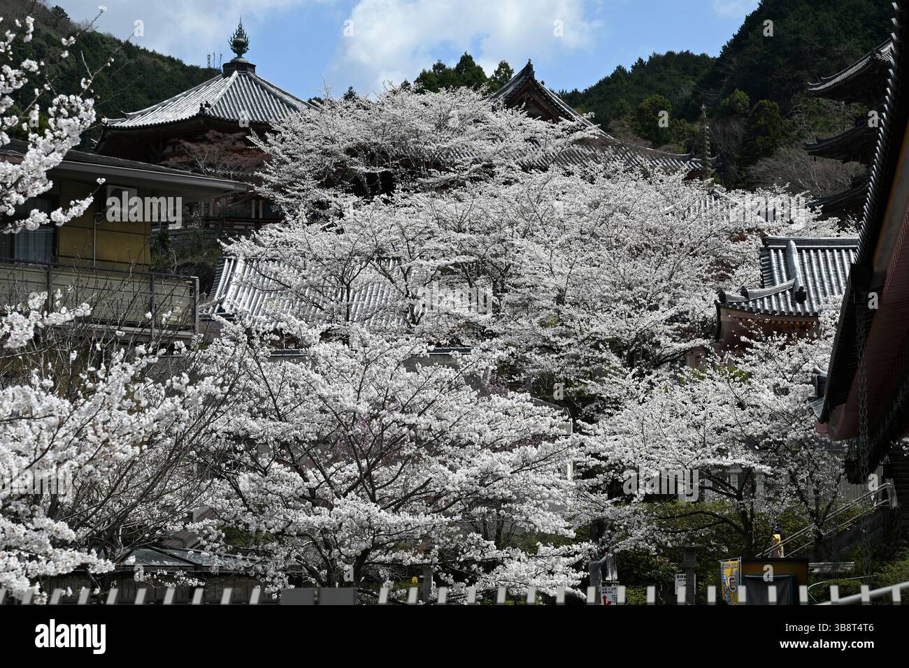 Tsubosaka dera cherry blossoms hi-res stock photography and images - Alamy