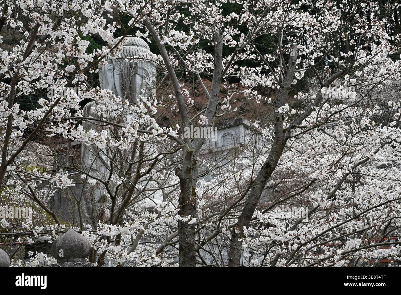 Tsubosaka dera cherry blossoms hi-res stock photography and images - Alamy