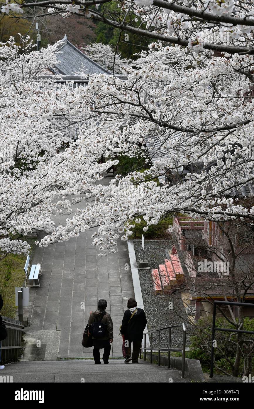 Cherry blossoms sakura at Tsubosaka-dera temple ,Nara,Honshu,Japan ...