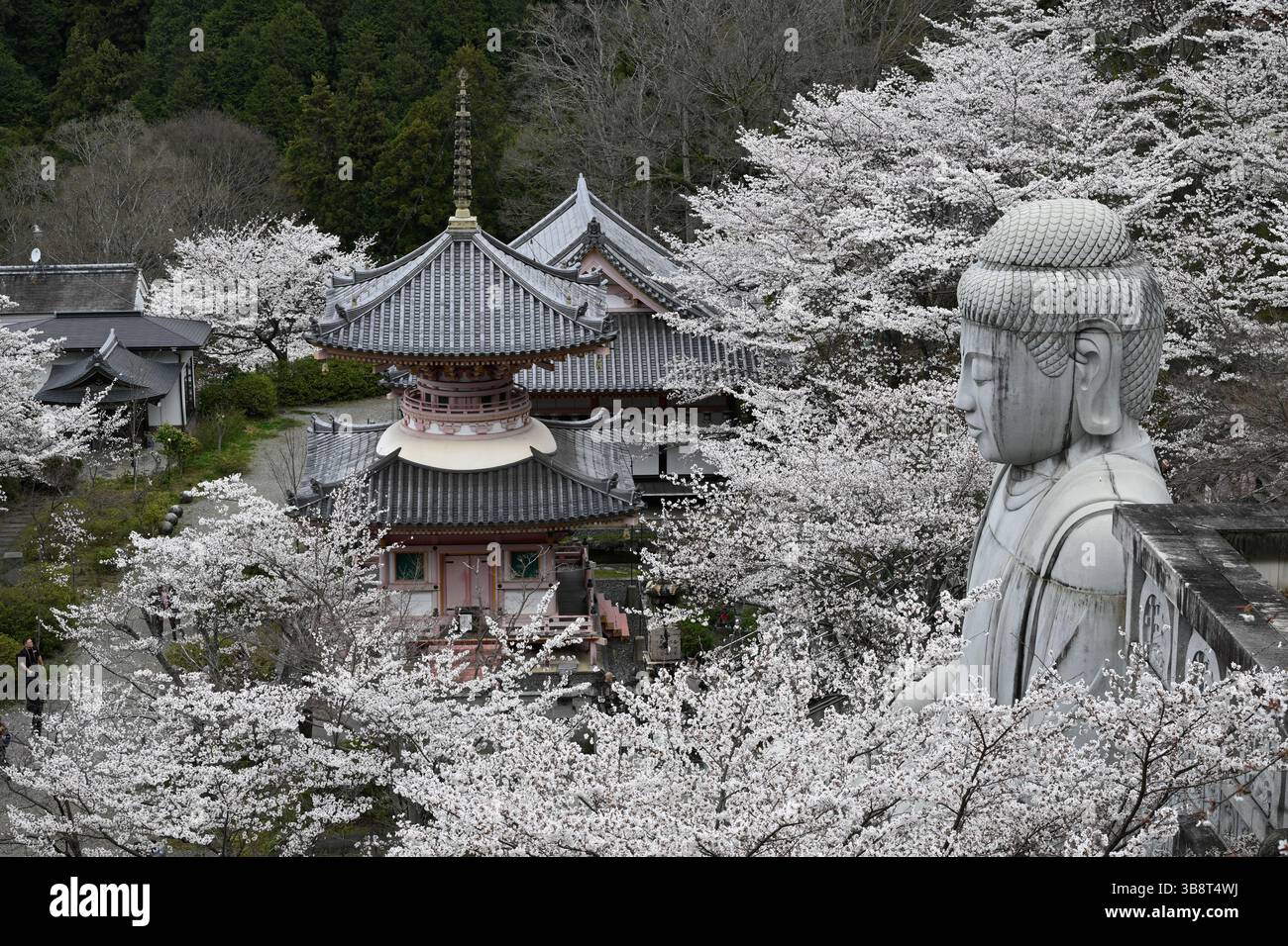 Cherry blossoms sakura at Tsubosaka-dera temple with a giant sculpture ...