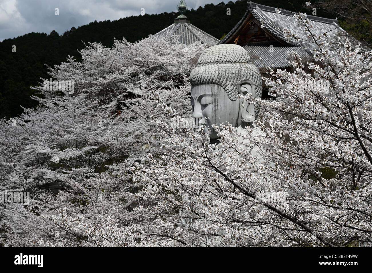 Cherry blossoms sakura at Tsubosaka-dera temple with a giant sculpture ...