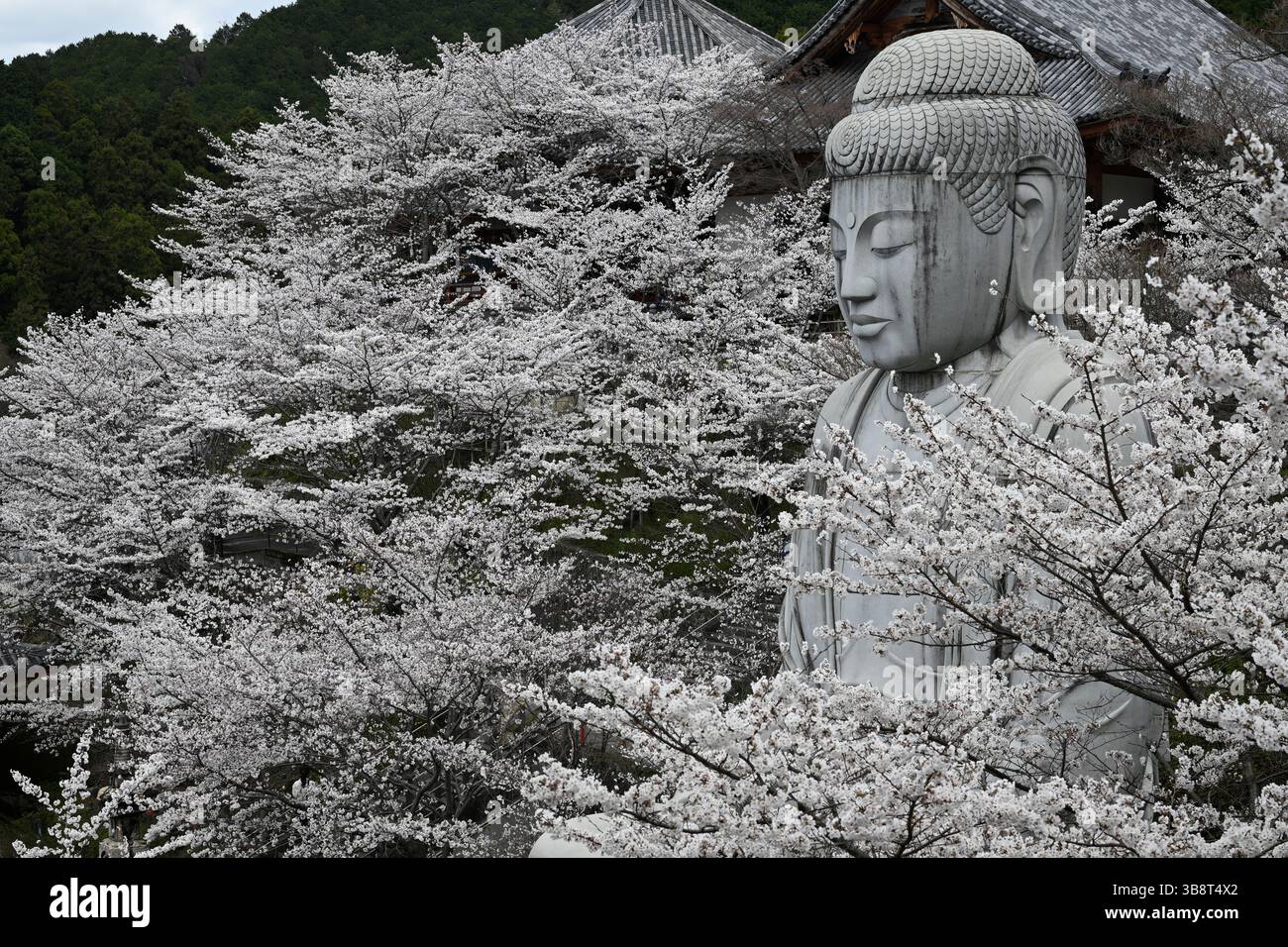 Cherry blossoms sakura at Tsubosaka-dera temple with a giant sculpture ...