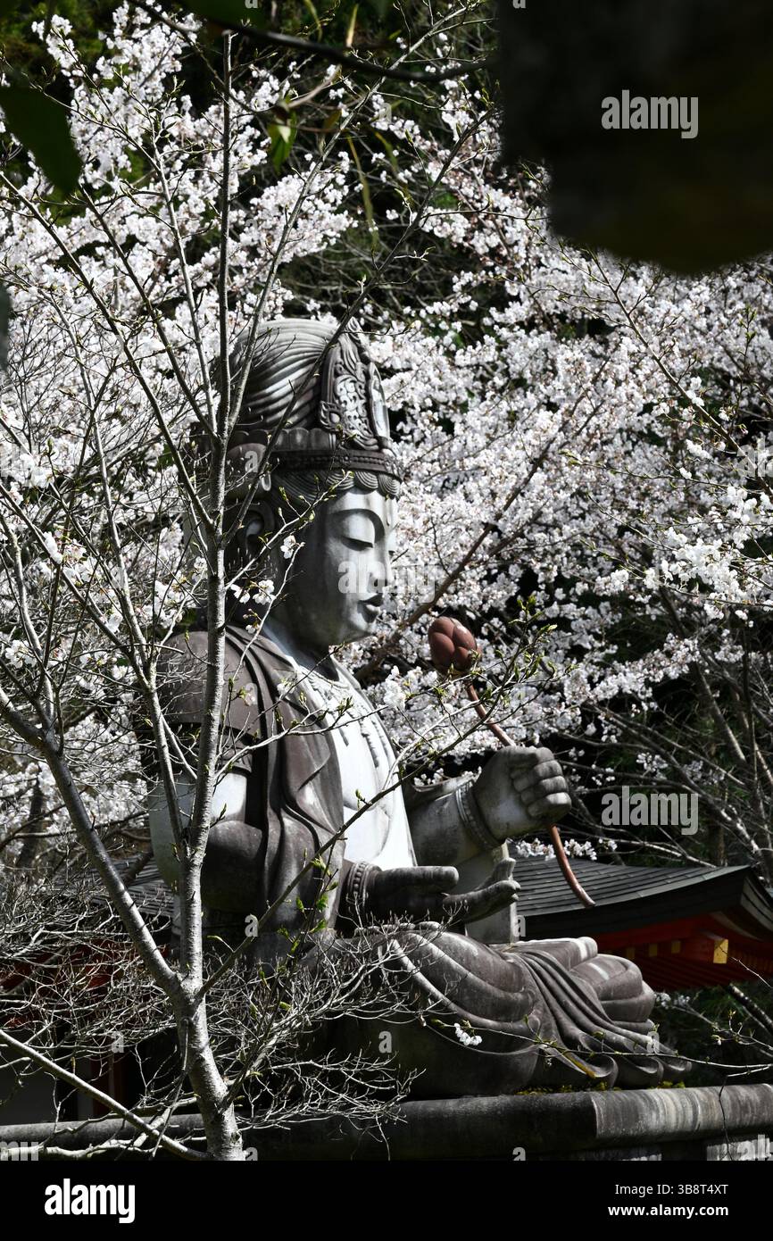 Cherry blossoms sakura at Tsubosaka-dera temple ,Nara,Honshu,Japan ...