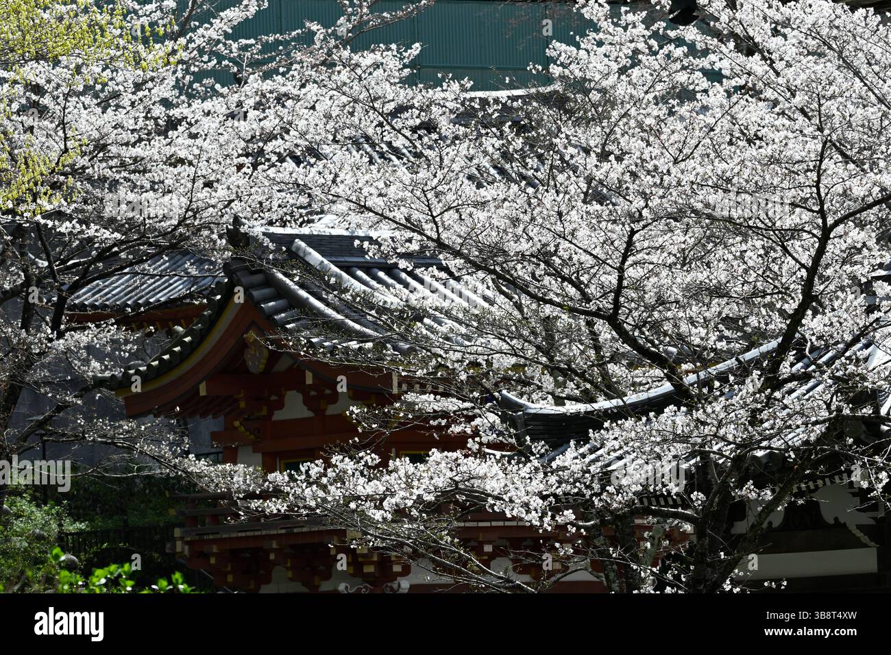 Cherry blossoms sakura at Tsubosaka-dera temple ,Nara,Honshu,Japan ...