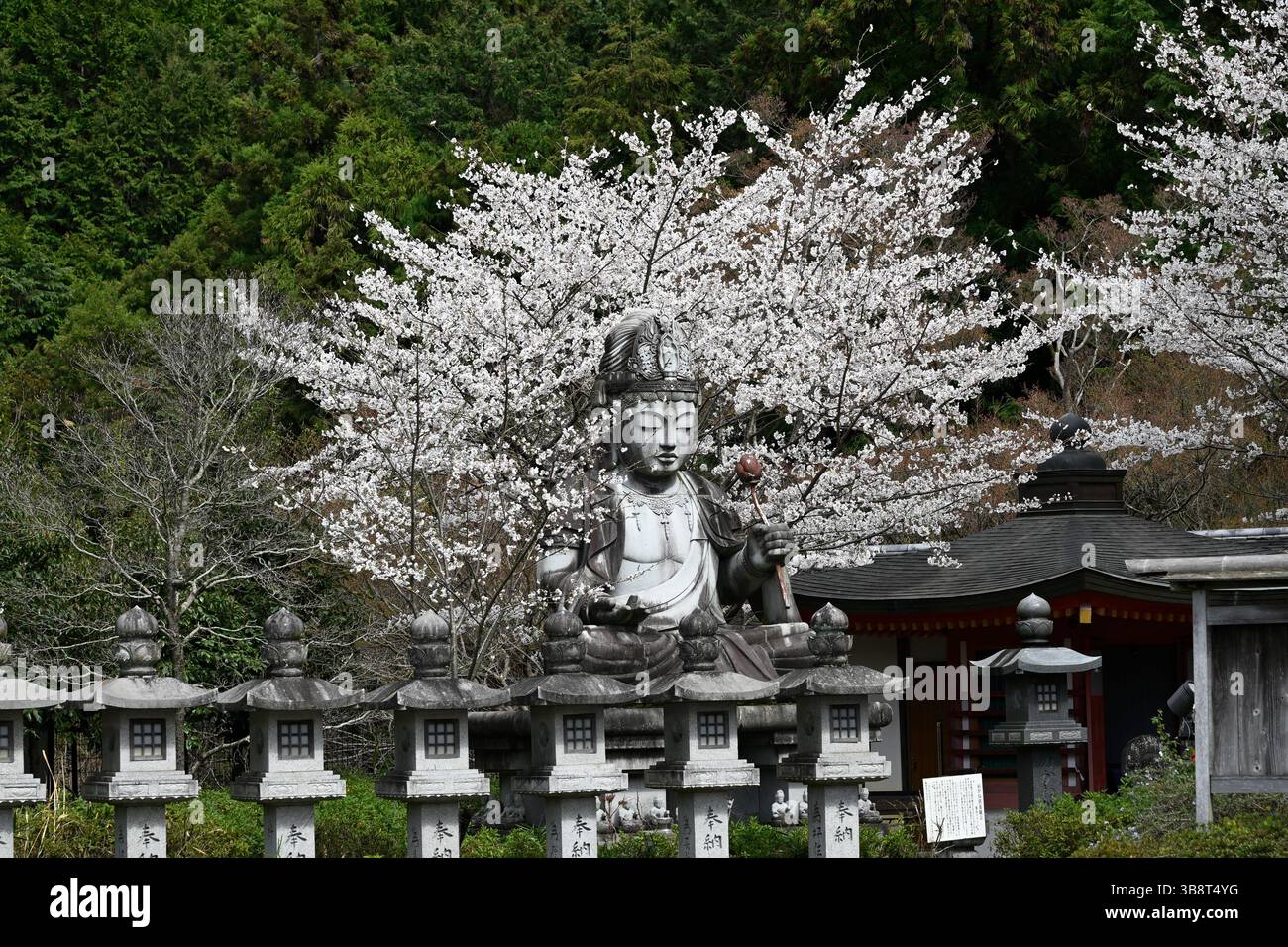 Cherry blossoms sakura at Tsubosaka-dera temple ,Nara,Honshu,Japan ...