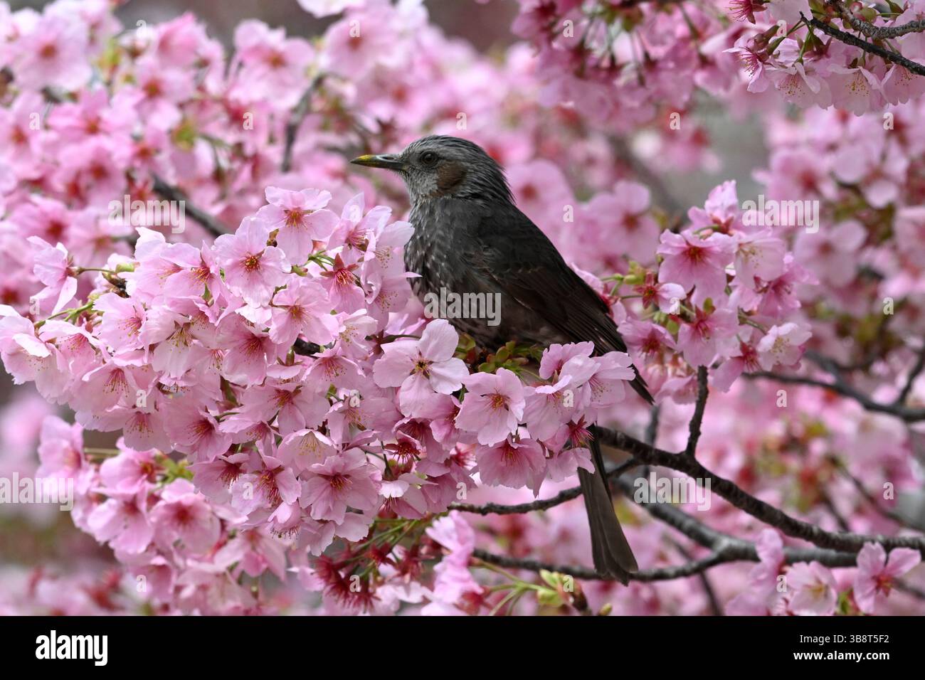 Bird and cherry blossom,Shinjuku Goen National Park,Tokyo,Honshu,Japan ...