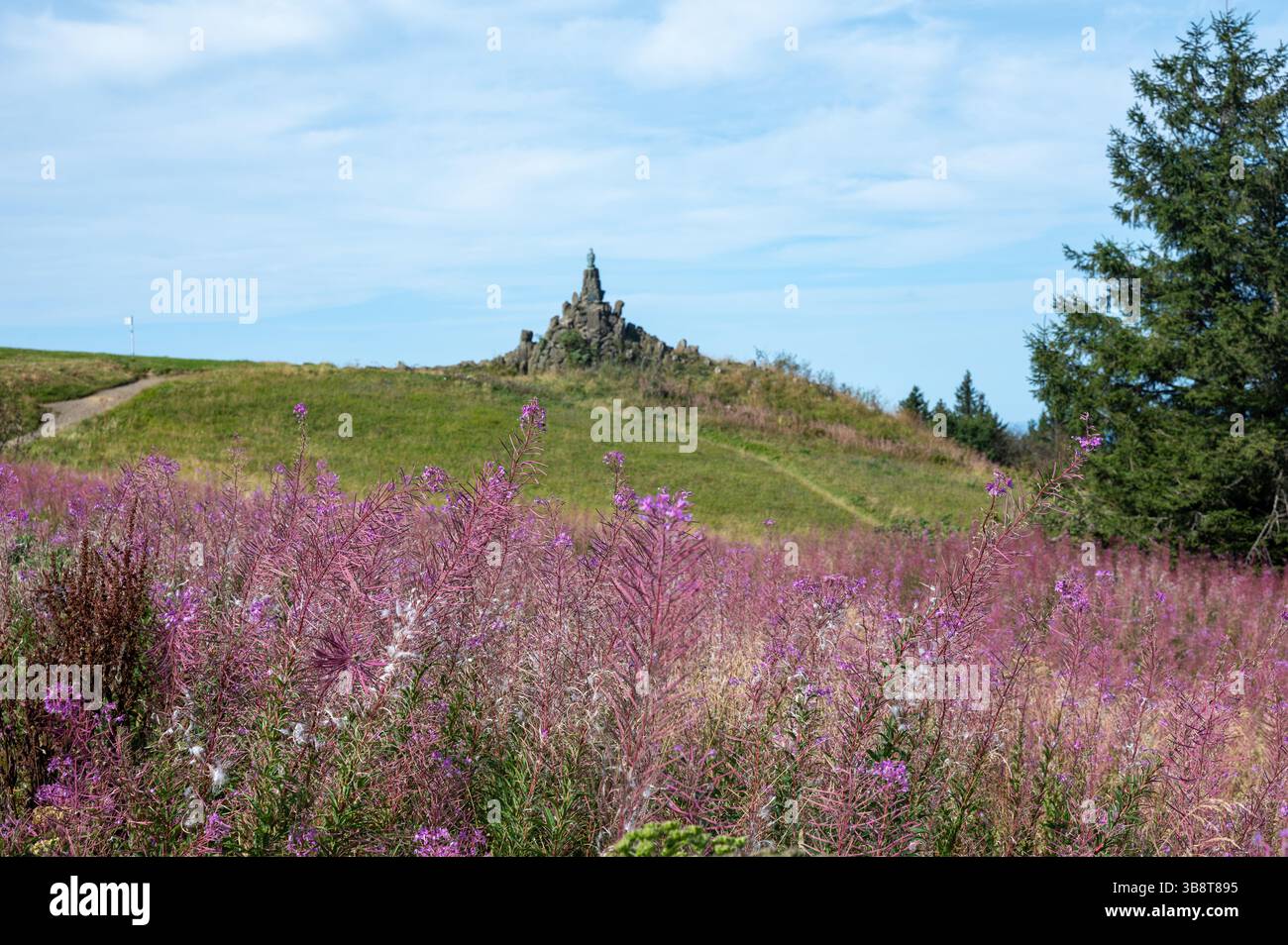 Landscape with meadow and pink willowherb ( Epilobium angustifolium ...