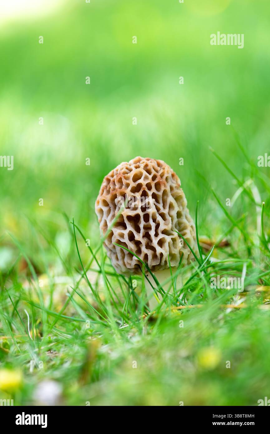 Whitmore Lake, Michigan, USA. 7th May, 2025. A morel mushroom comes up ...