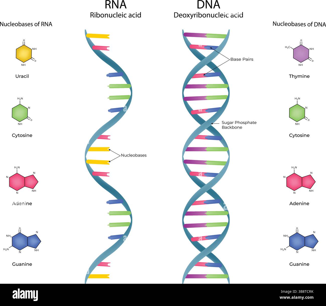DNA Structure, Double Helix, Base Pairs, Vector, Illustration Stock Vector Image & Art - Alamy