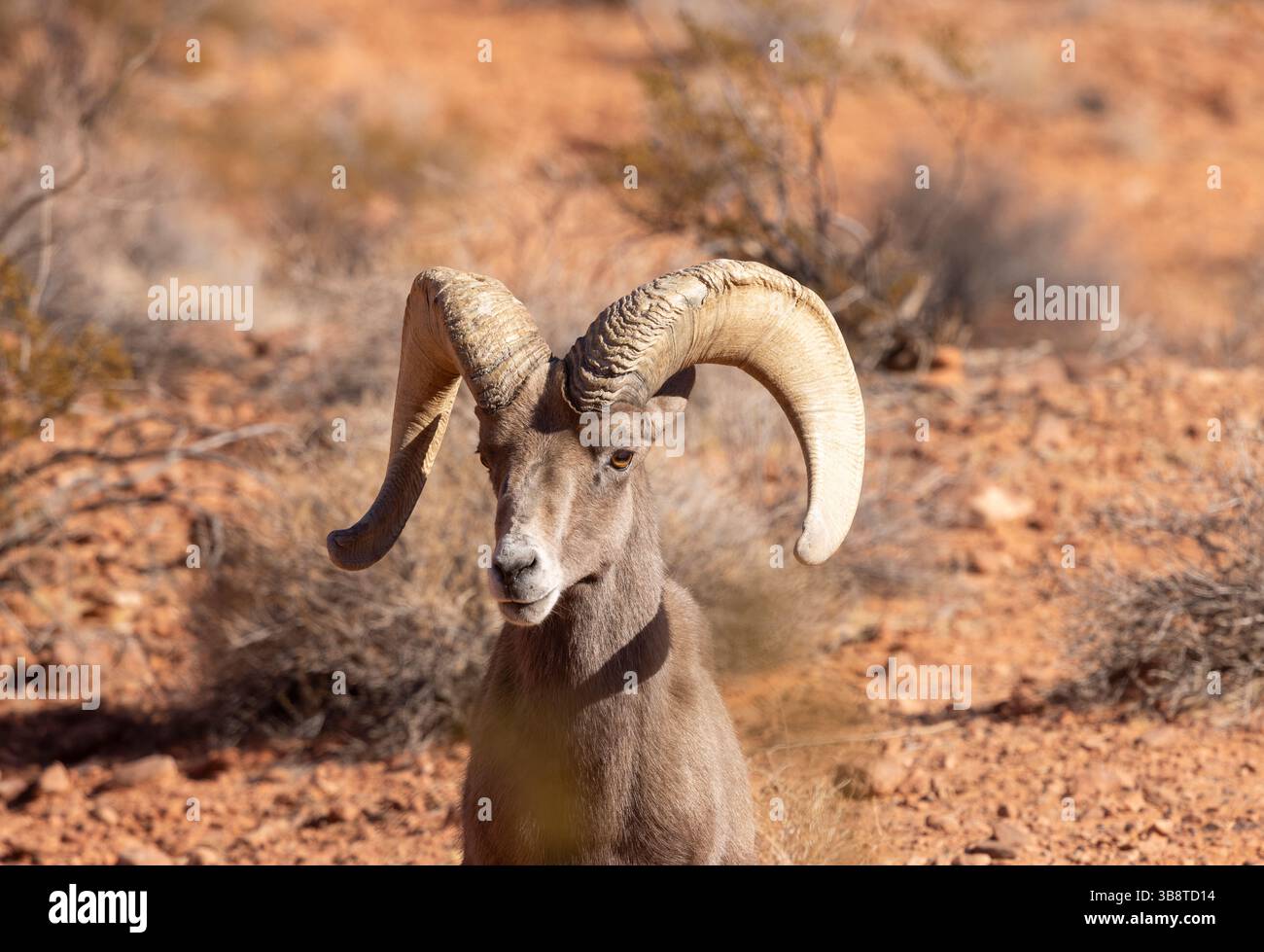 Desert Bighorn Sheep Ram in the Valley of Fire State Park in the Nevada ...
