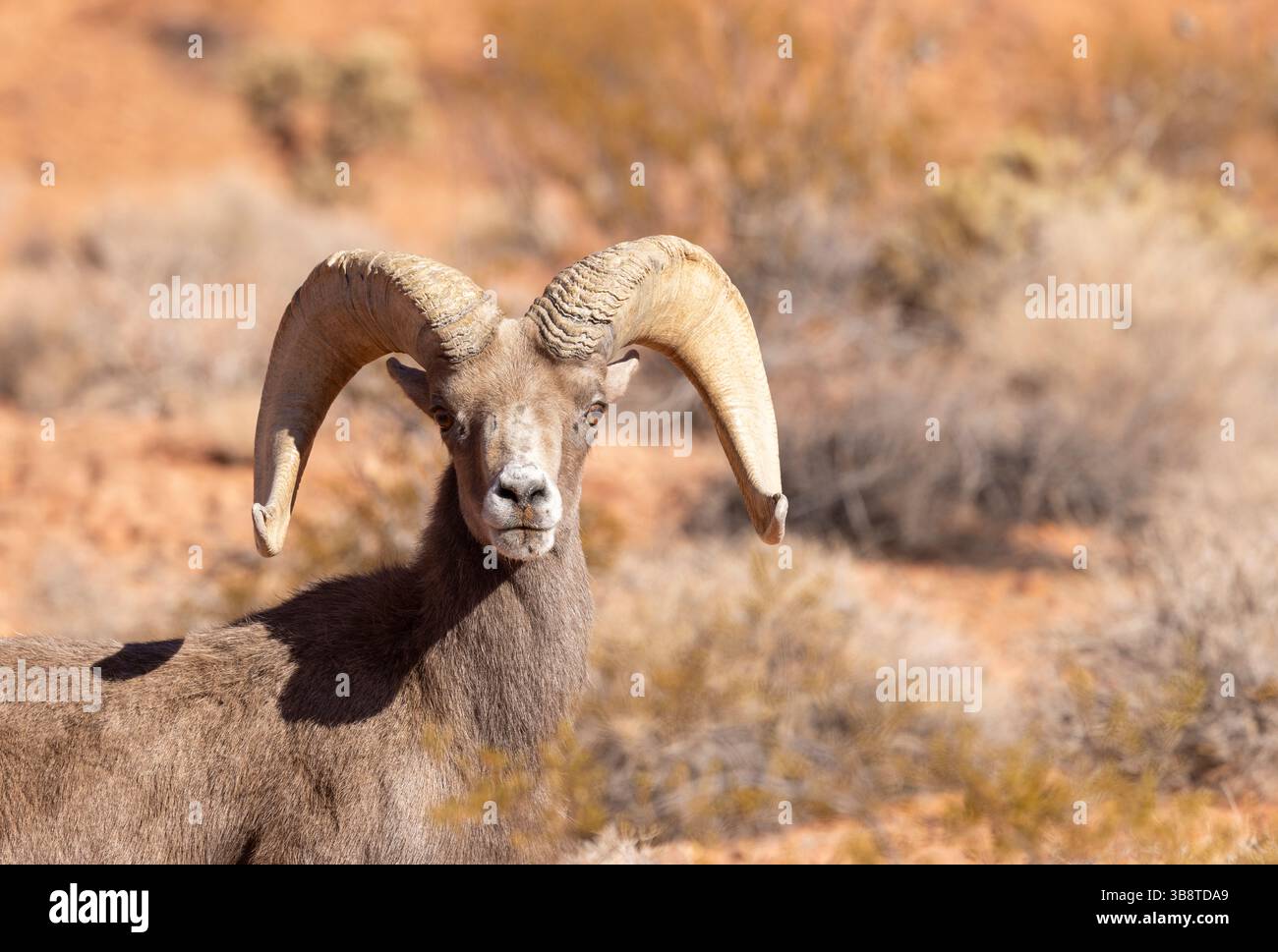 Desert Bighorn Sheep Ram in the Valley of Fire State Park in the Nevada ...