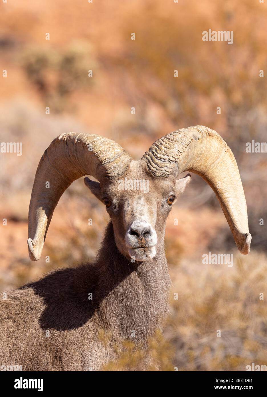 Desert Bighorn Sheep Ram in the Valley of Fire State Park in the Nevada ...