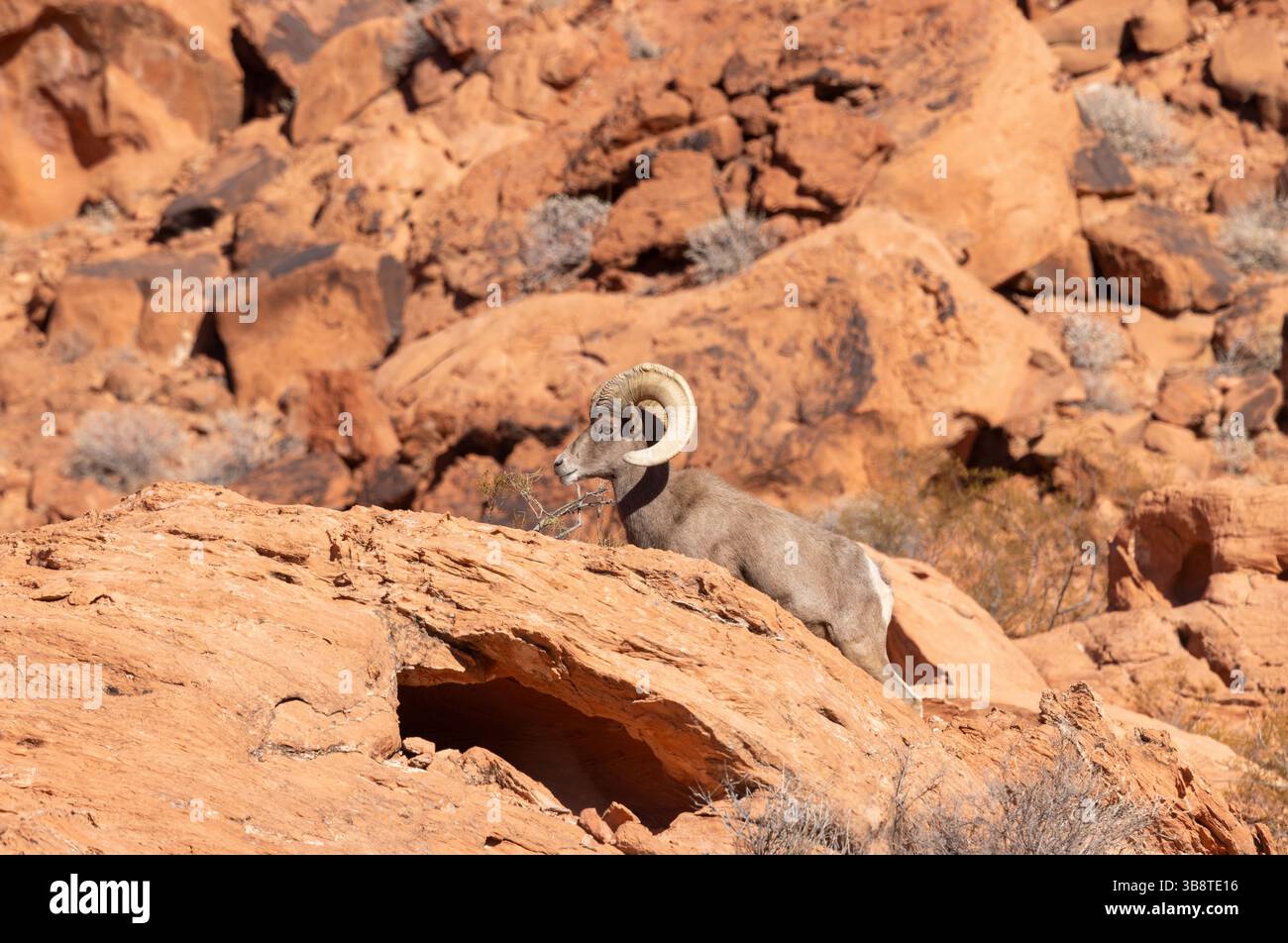 Desert Bighorn Sheep Ram in the Valley of Fire State Park in the Nevada ...