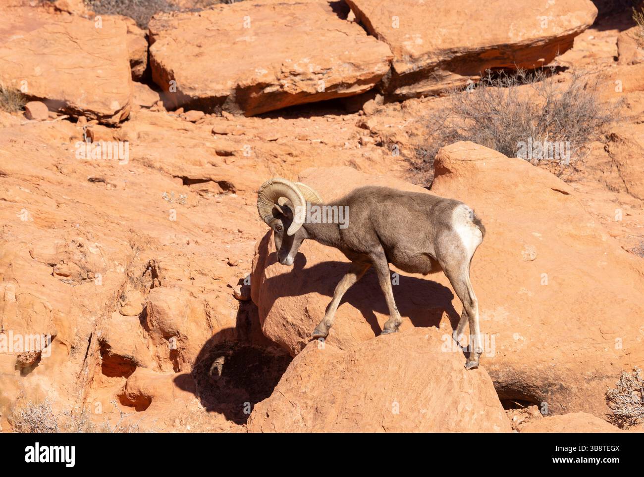 Desert Bighorn Sheep Ram in the Valley of Fire State Park in the Nevada ...