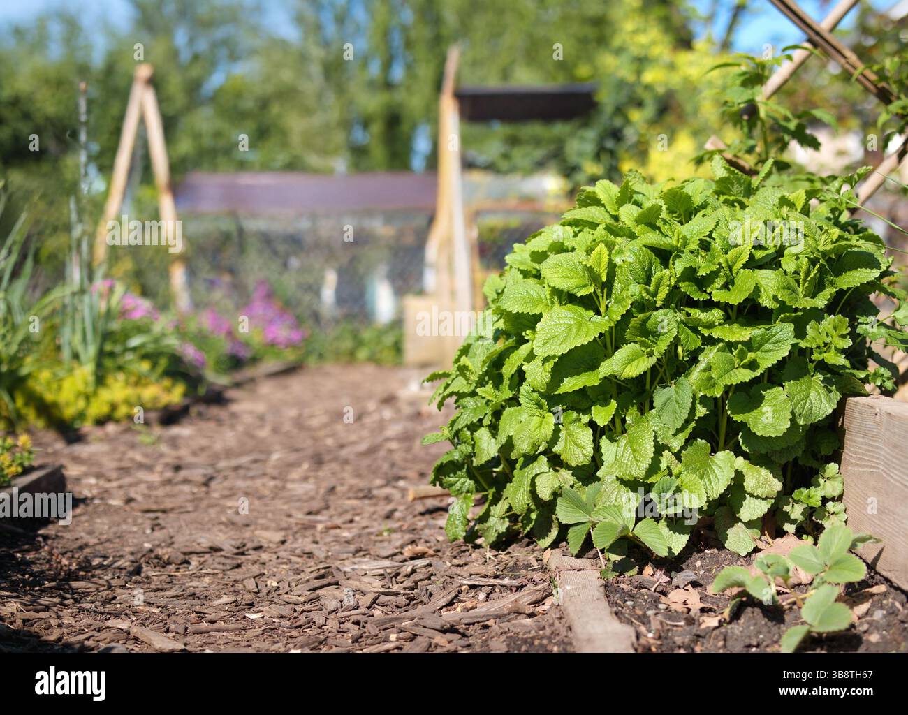 Lemon balm plant in garden. Low angle view of Lemonella with green ...