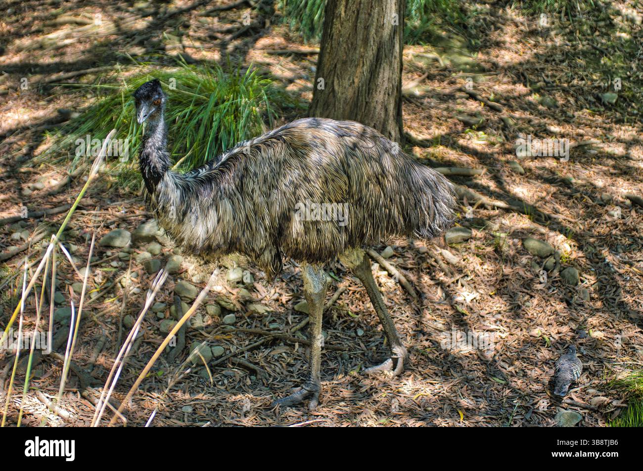 An emu (Dromaius novaehollandiae), a flightless bird, in the bush of ...