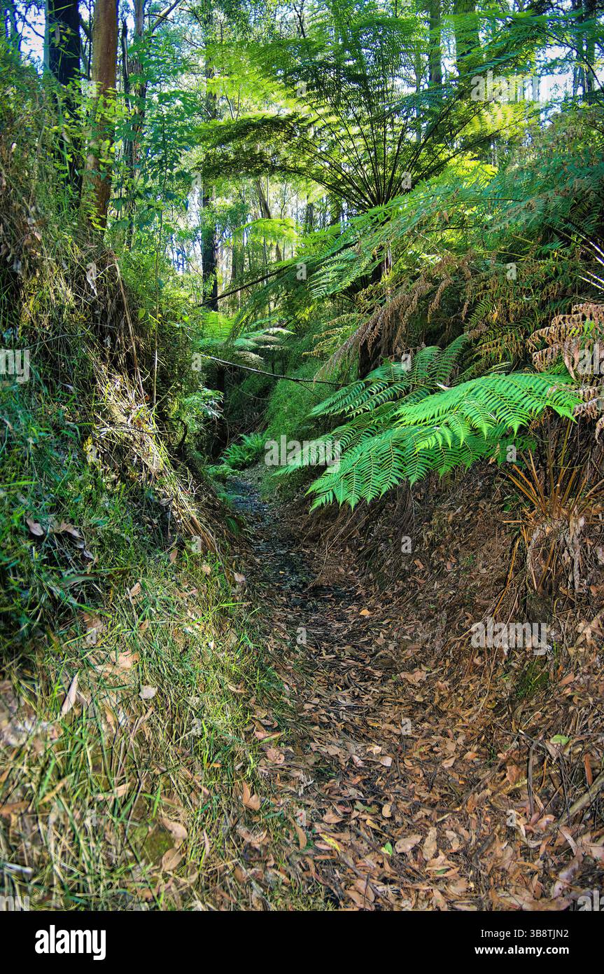 The Richards Tramway Walk to Starvation Creek follows the route of an ...