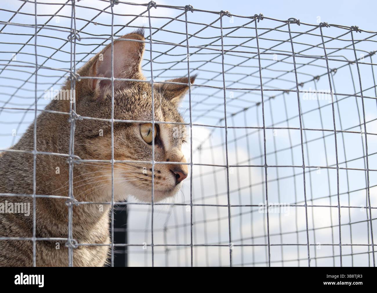 Cat in outdoor cat enclosure or catio looking at something interested ...