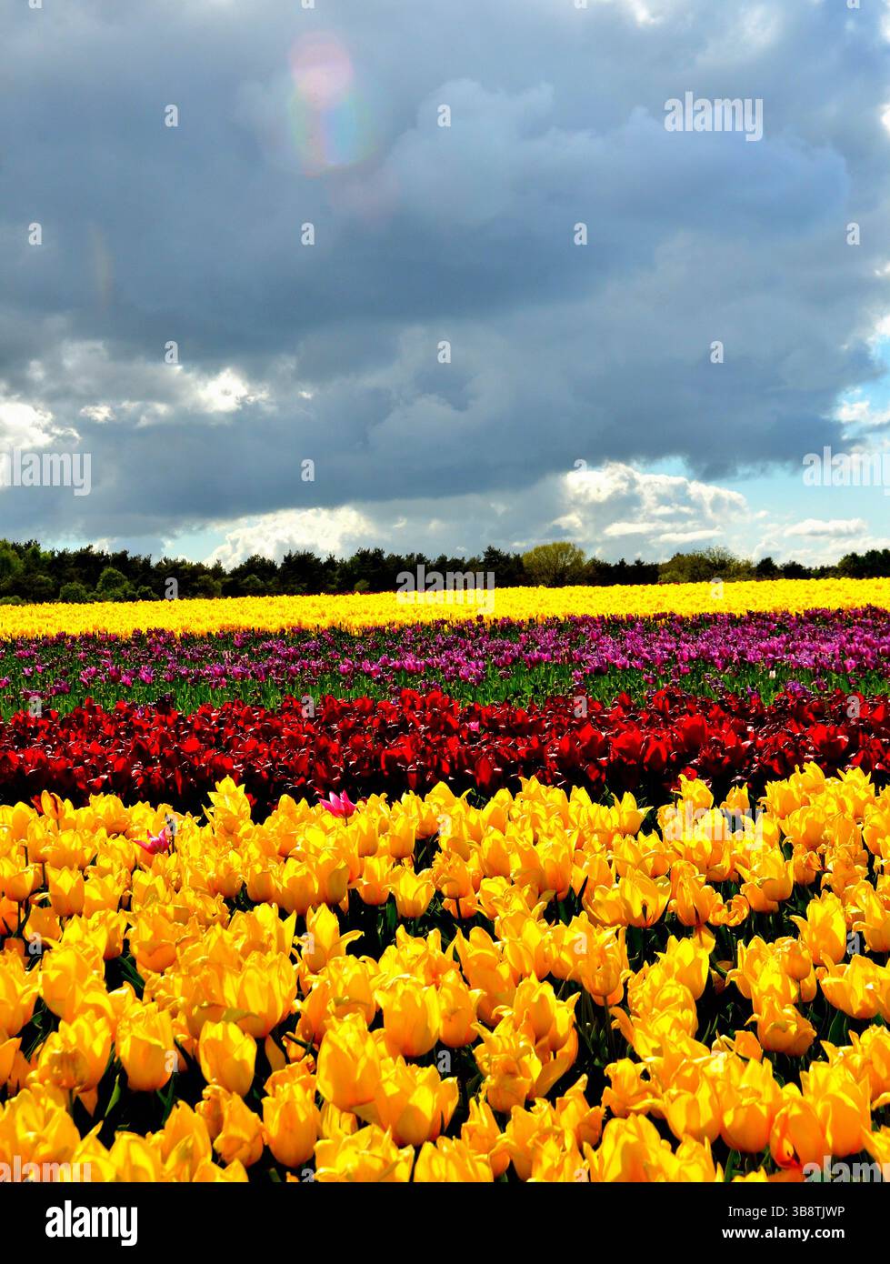 Large field showing bands of different coloured tulips Stock Photo - Alamy