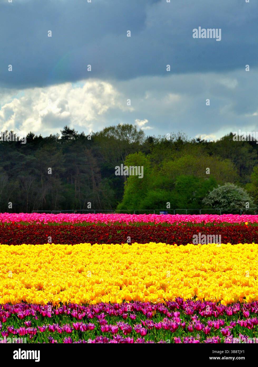 Large field showing bands of different coloured tulips Stock Photo - Alamy