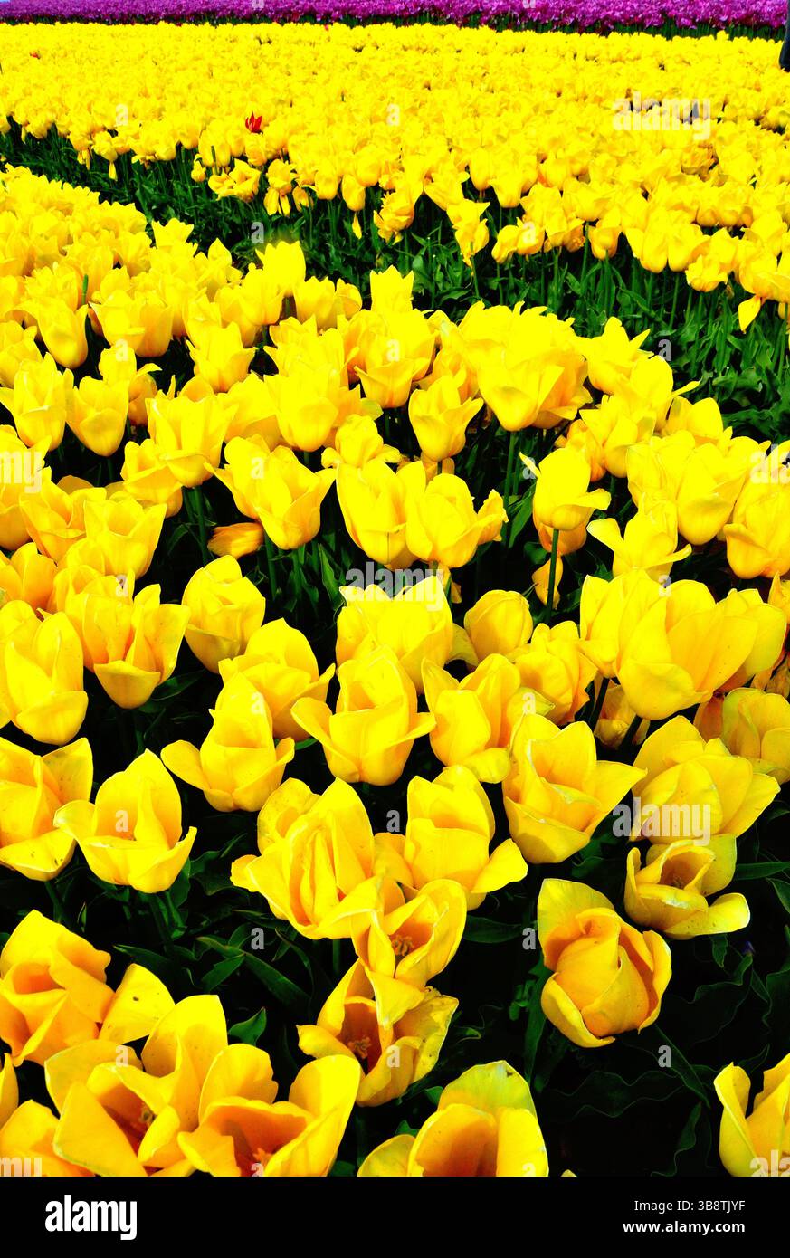 Vibrant field of bright yellow hi-res stock photography and images - Alamy