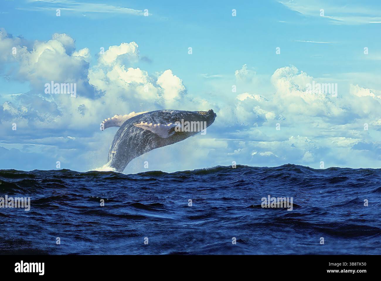 Male humpback whale (Megaptera novaeangliae) leaping high out of the ...