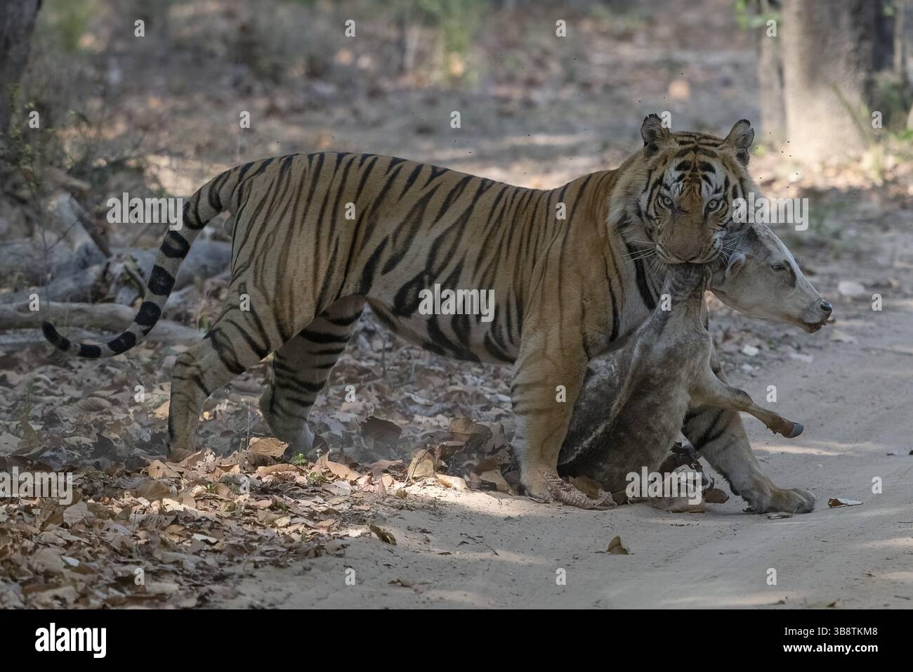 Tiger (Panthera tigris), Bengal tiger or Indian tiger, big cat ...