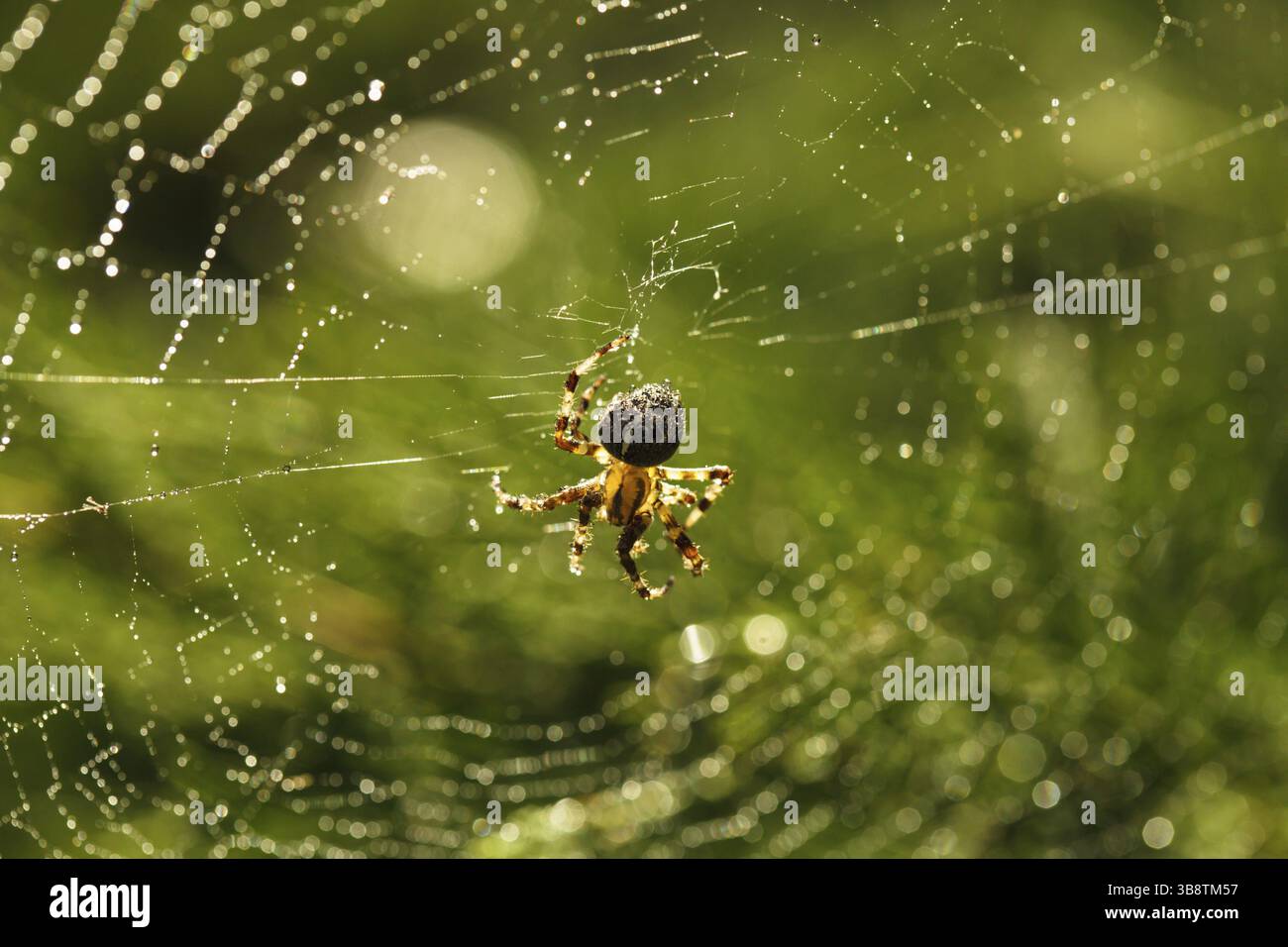 Weave spider web hi-res stock photography and images - Alamy