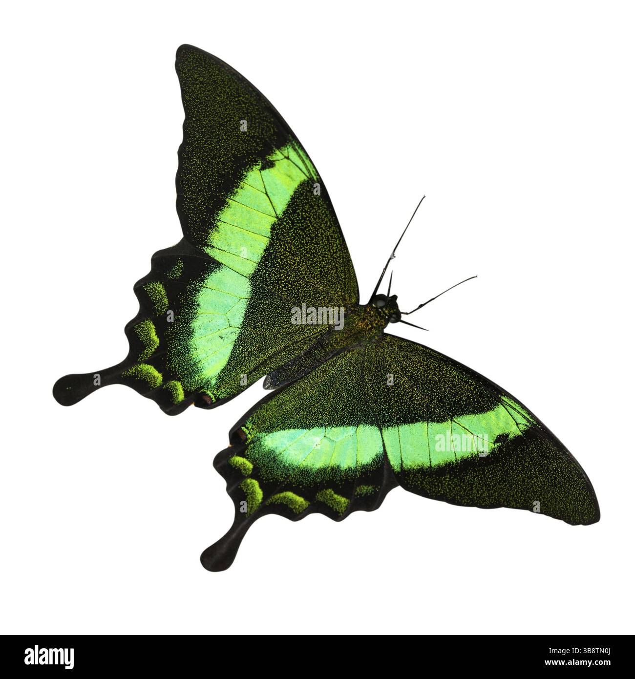Tropical green Swallowtail - butterfly isolated on white background ...