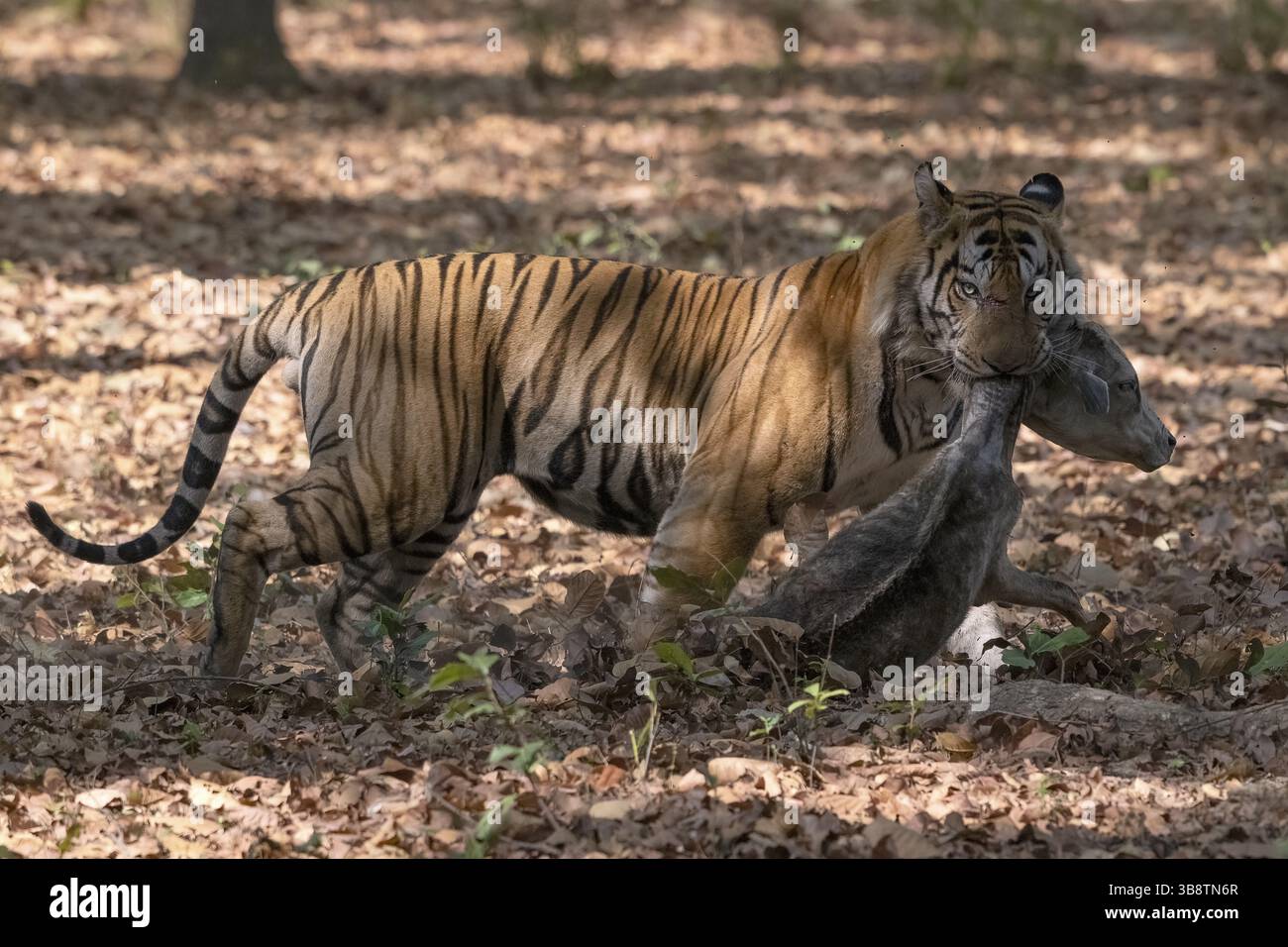 Tiger (Panthera tigris), Bengal tiger or Indian tiger, big cat ...