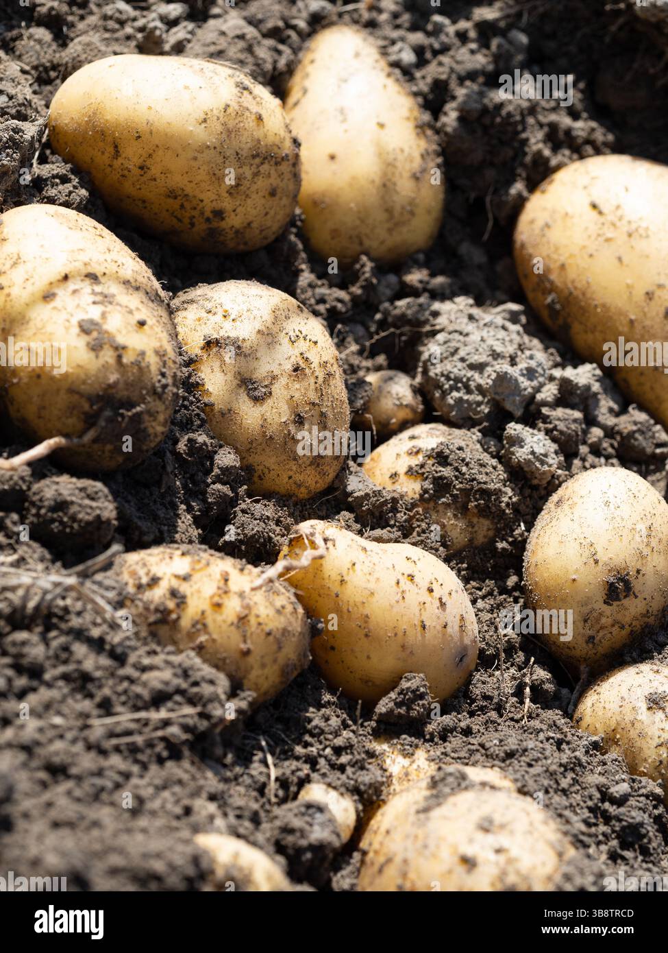 Pile of newly harvested potatoes - Solanum tuberosum on field ...