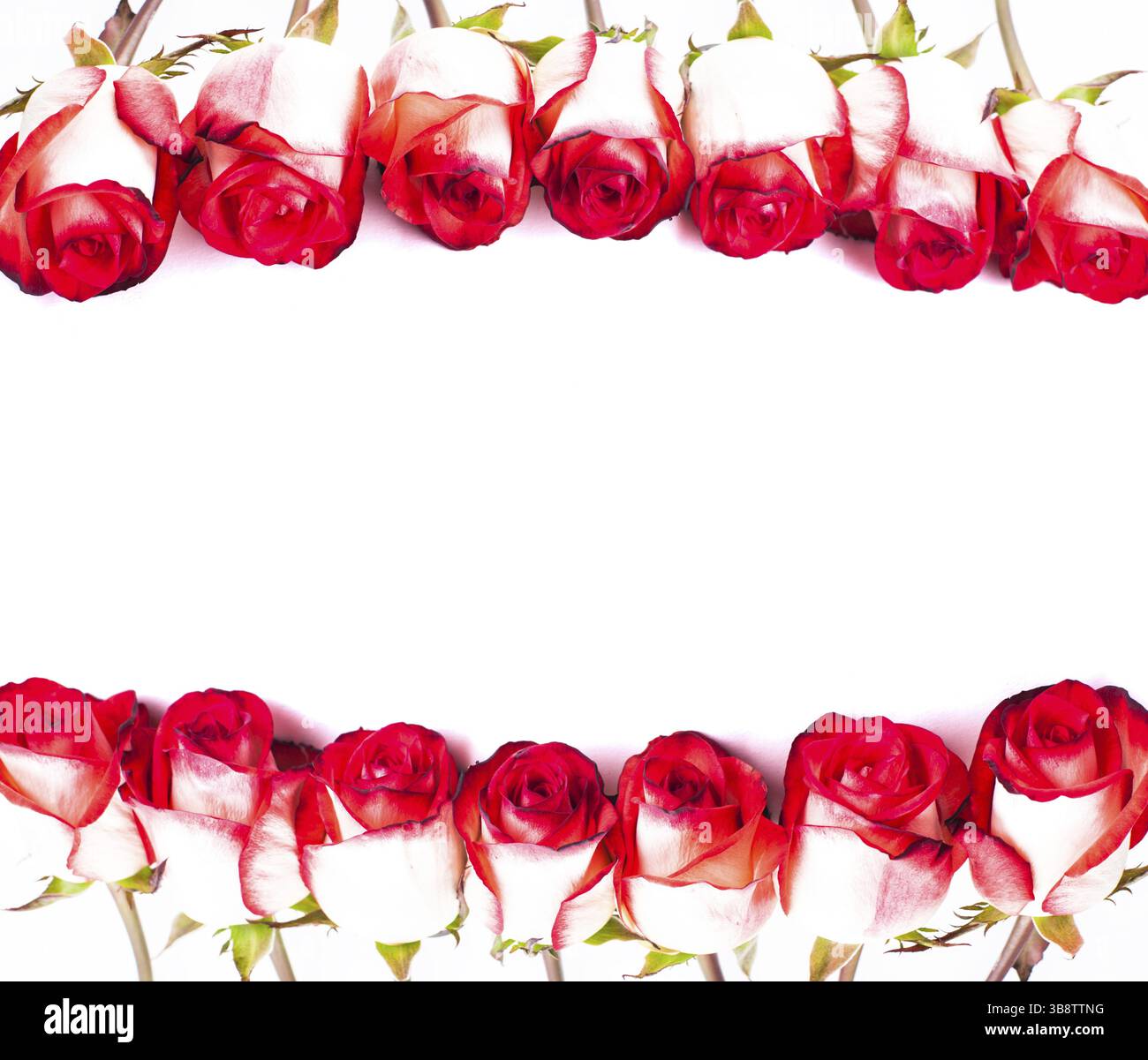Red roses in a row isolated on white Stock Photo - Alamy