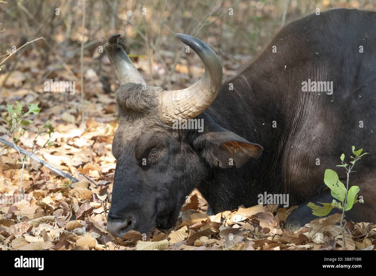 Gaur (Bos gaurus), cattle (Bovini), Indian bison, animal portrait ...