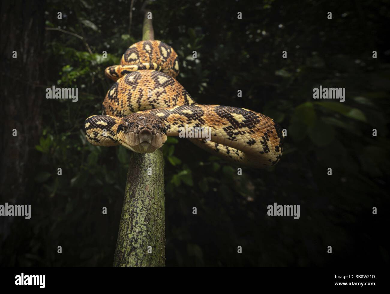 A Madagascar boa of the genus Sanzinia volontani in the lowland ...