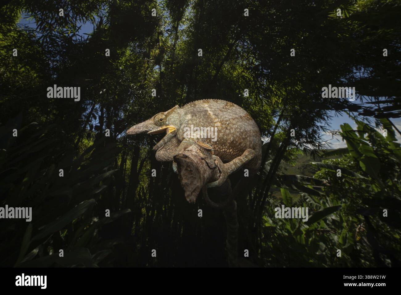 A male chameleon of the genus Furcifer bifidus, in the rainforests of ...