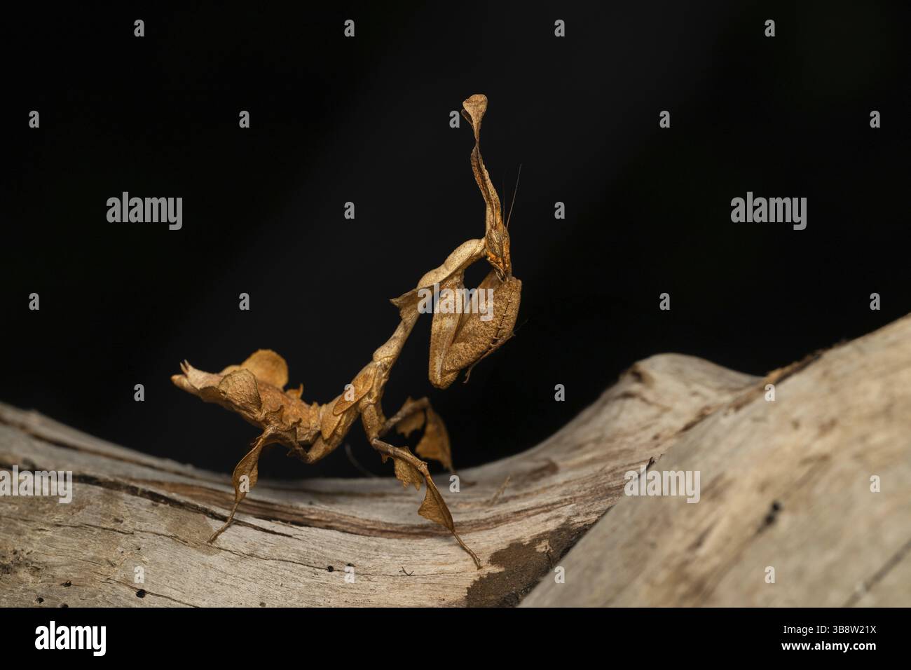A praying mantis of the genus Phyllocrania paradoxa in the lowland ...