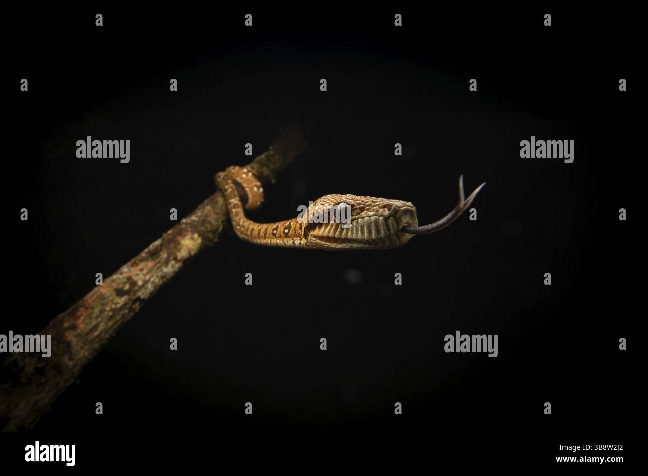 A Madagascar boa of the genus Sanzinia volontani in the lowland ...
