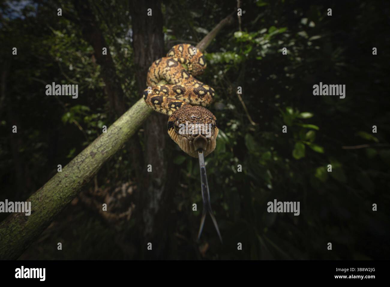 A Madagascar boa of the genus Sanzinia volontani in the lowland ...