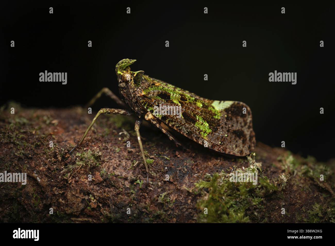 A cicada, insect, invertebrate in the rainforest of Marojejy in north ...