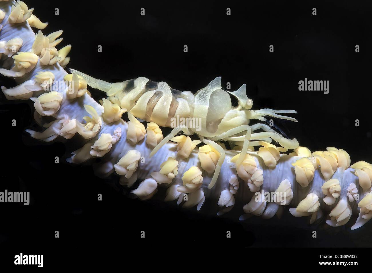 Extreme close-up of tiny wire coral shrimp (Dasycaris zanzibarica) on ...