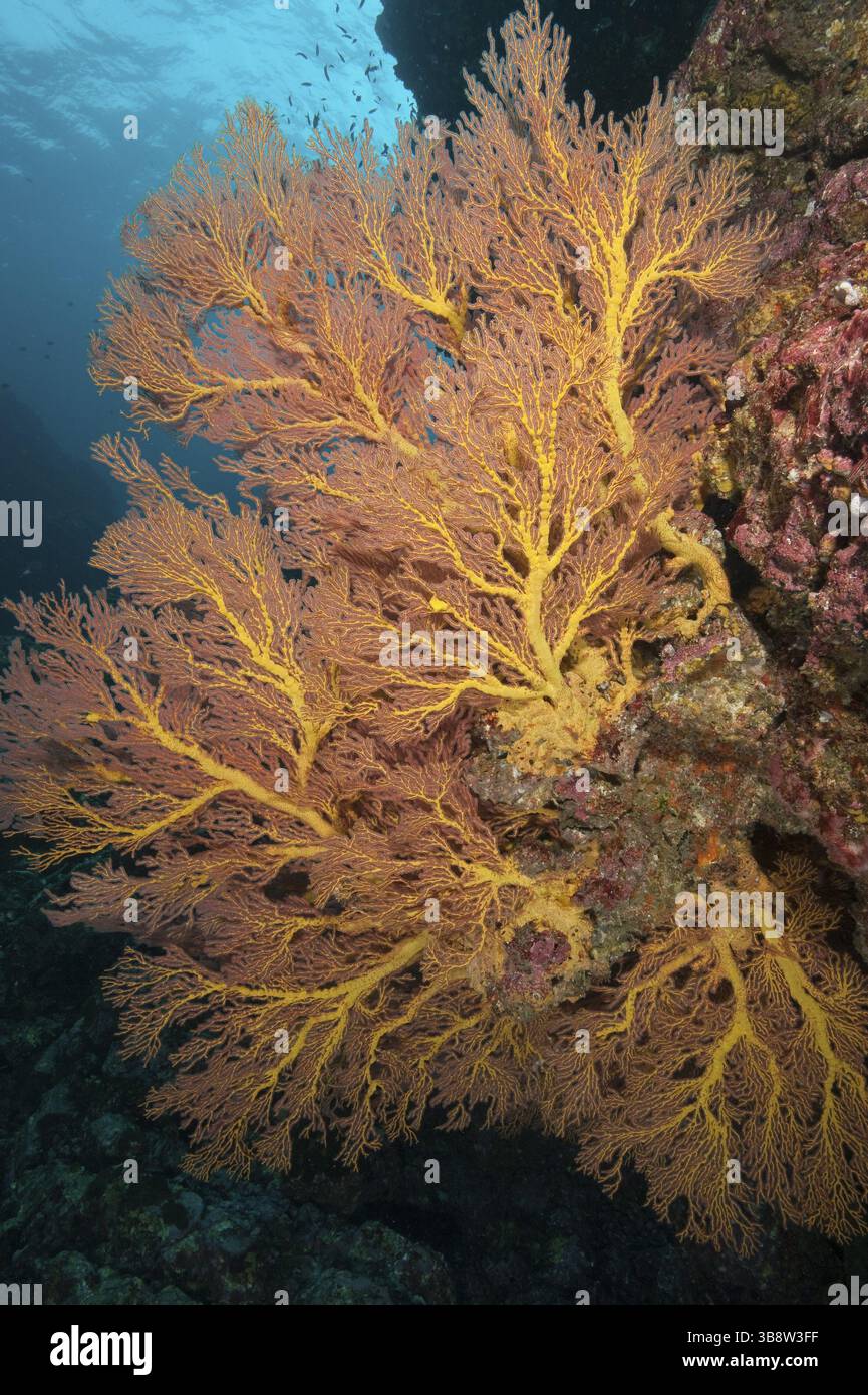 Large horn coral (Melithaea) growing in a shady spot on the steep face ...