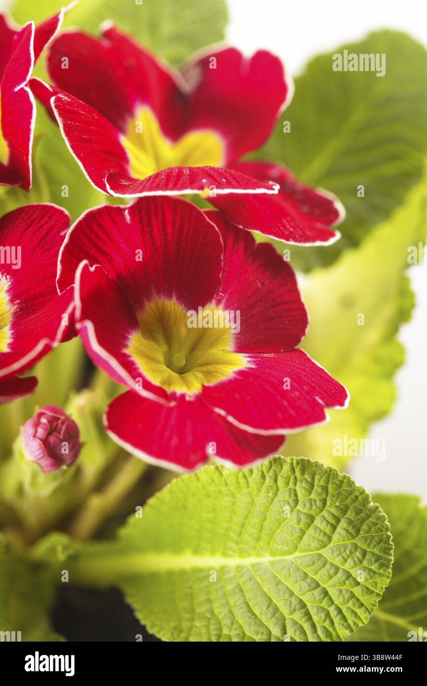 Close up shot leaves flowers hi-res stock photography and images - Alamy