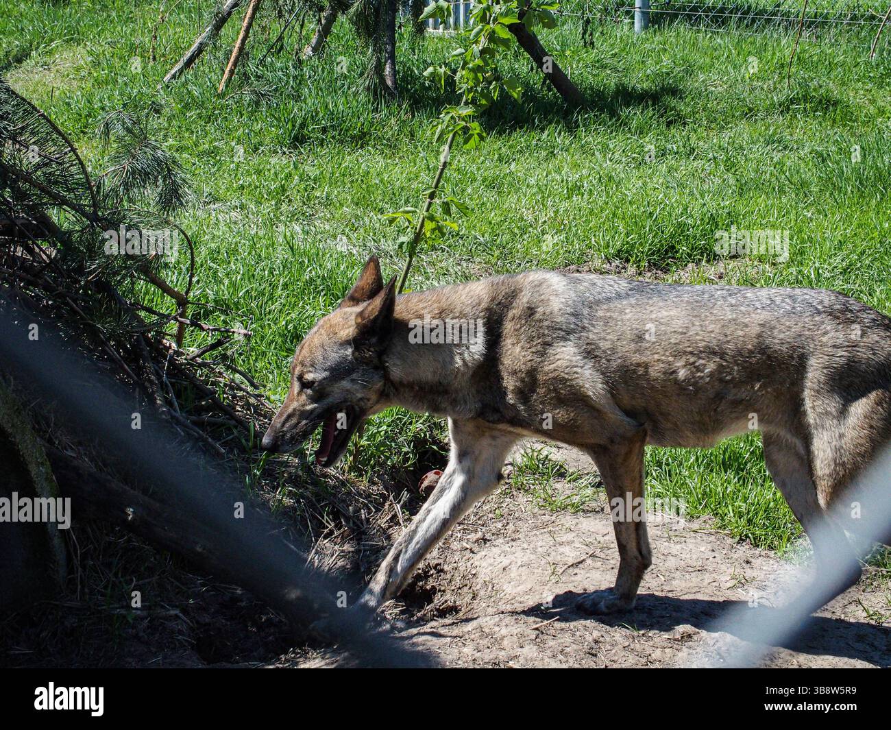 Wolf den inside hi-res stock photography and images - Alamy