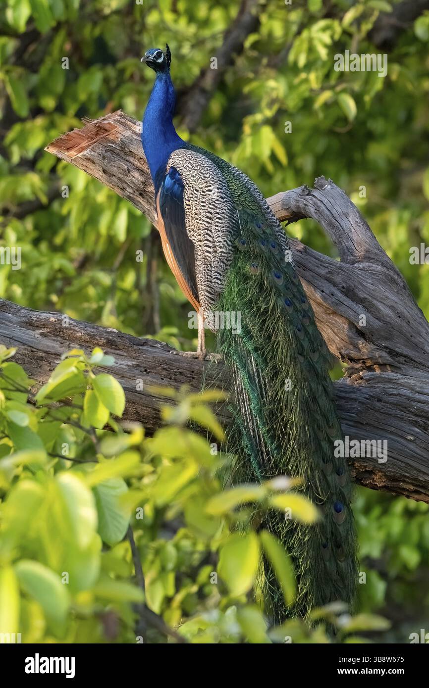 Indian peafowl (Pavo Scalloped ribbonbonfish), bird species of the ...