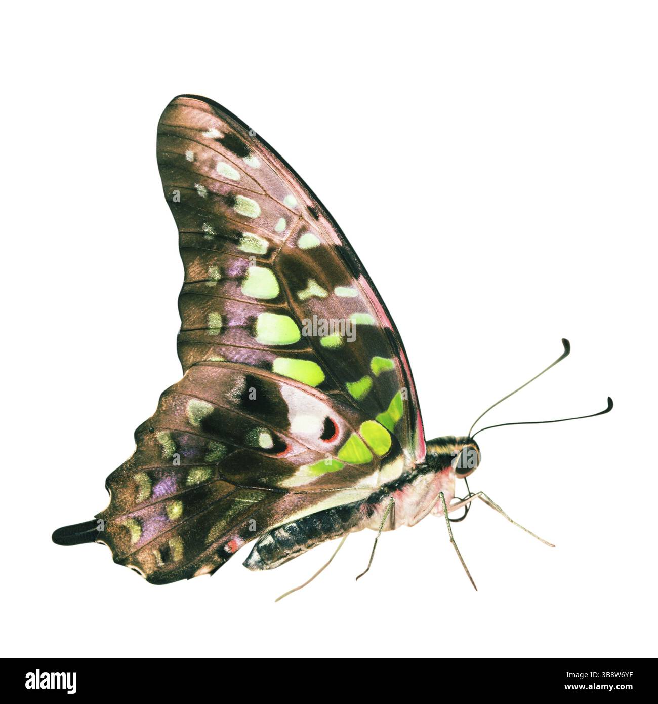 Tropical green Swallowtail - butterfly isolated on white background ...