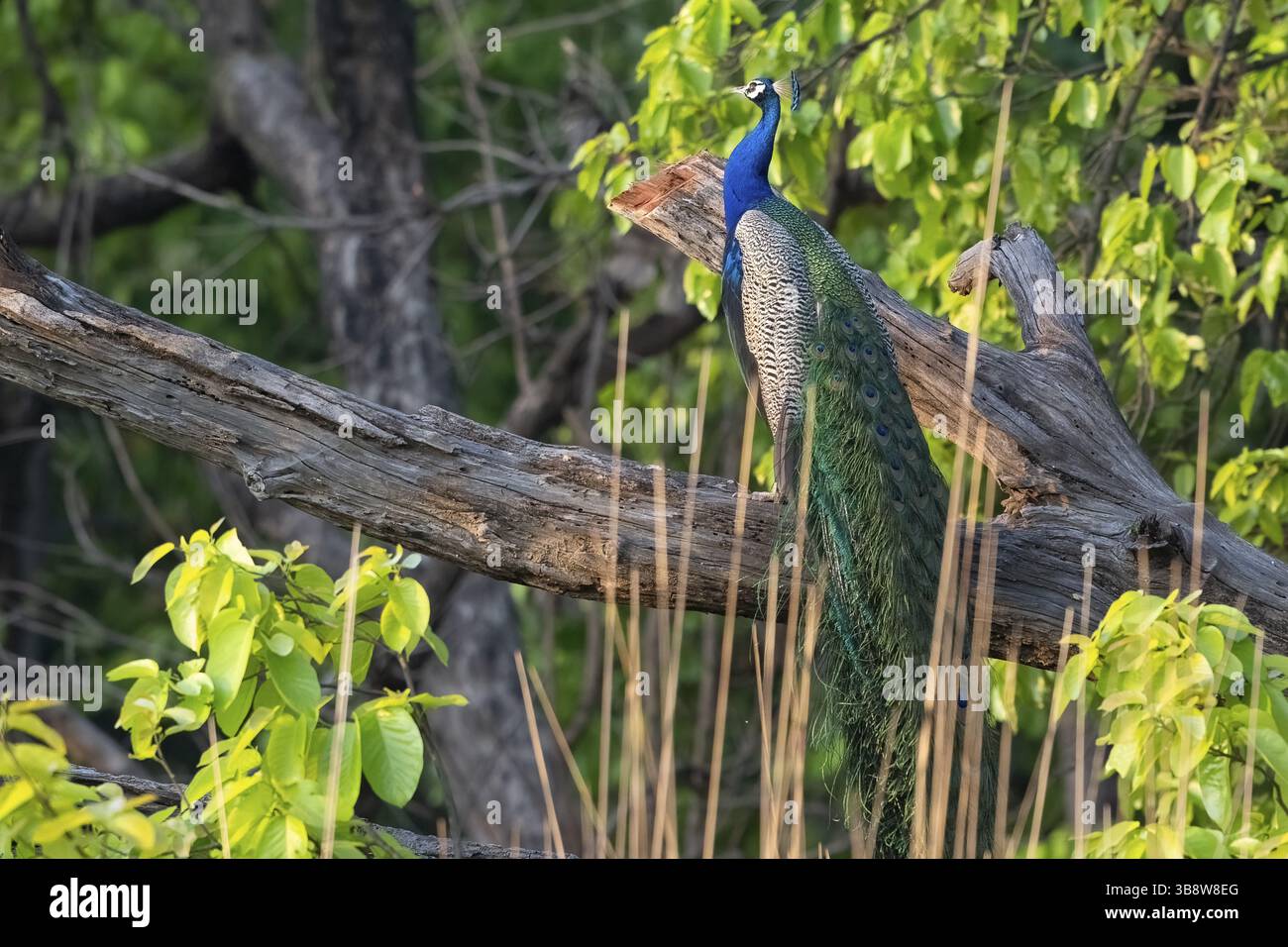 Indian peafowl (Pavo Scalloped ribbonbonfish), bird species of the ...