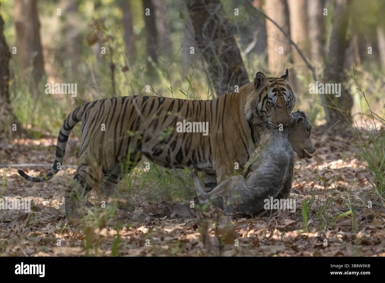Tiger (Panthera tigris), Bengal tiger or Indian tiger, big cat ...