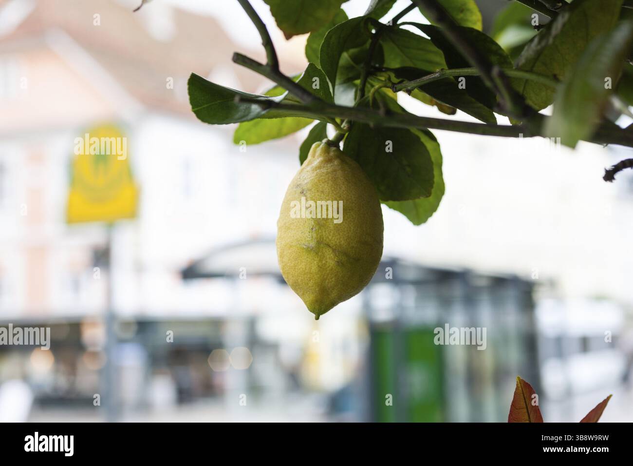 Lemon tree with lemon fruit, Graz, Styria, Austria, Europe Stock Photo ...