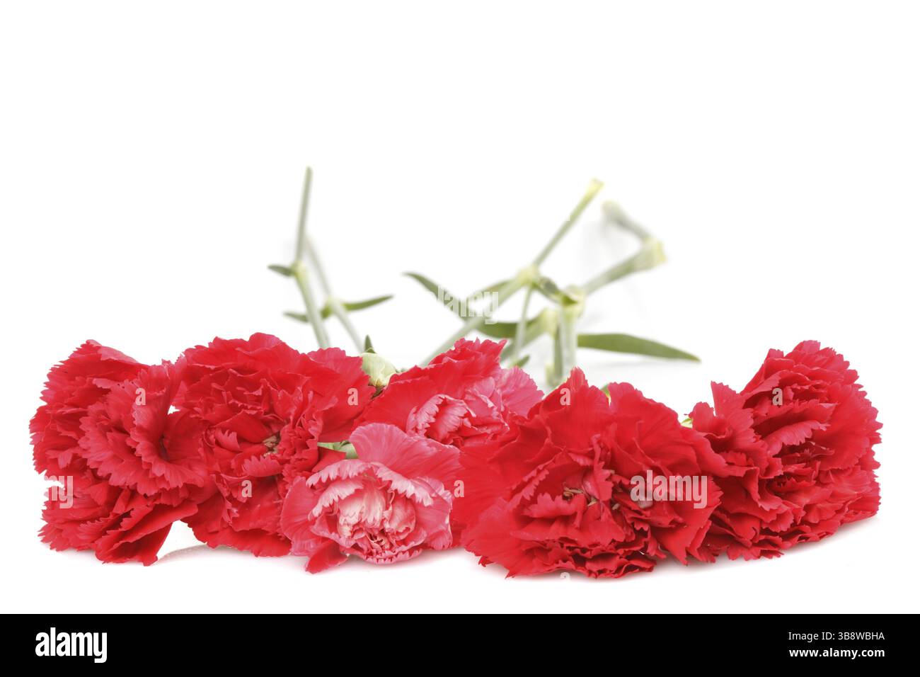 Single red carnation Cut Out Stock Images & Pictures - Alamy